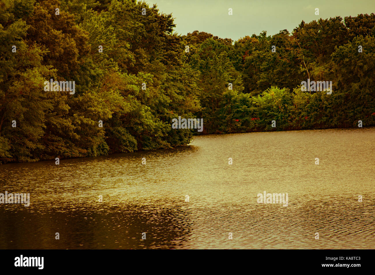 Aquatic planting hi-res stock photography and images - Alamy