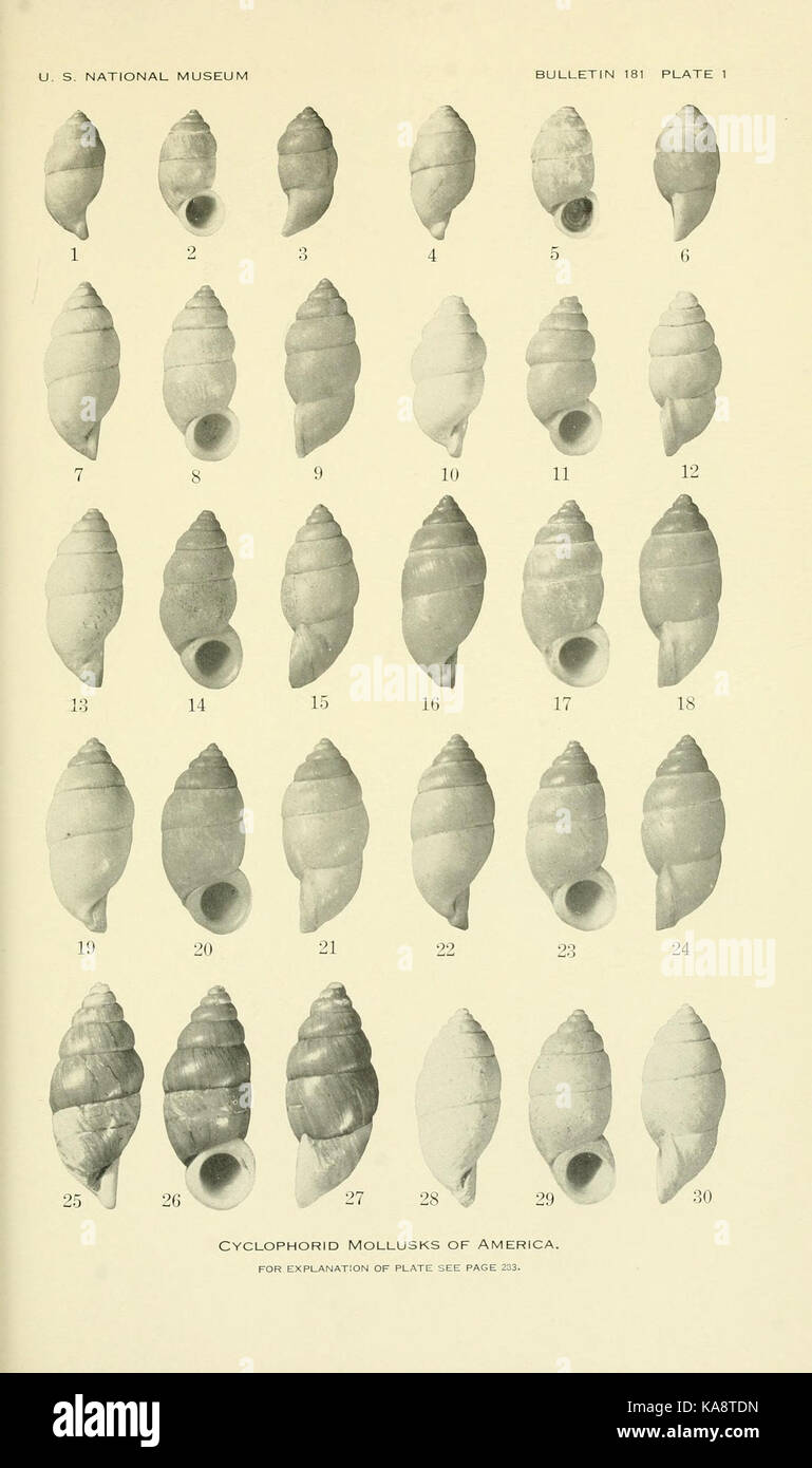 The cyclophorid operculate land mollusks of America BHL7838111 Stock ...