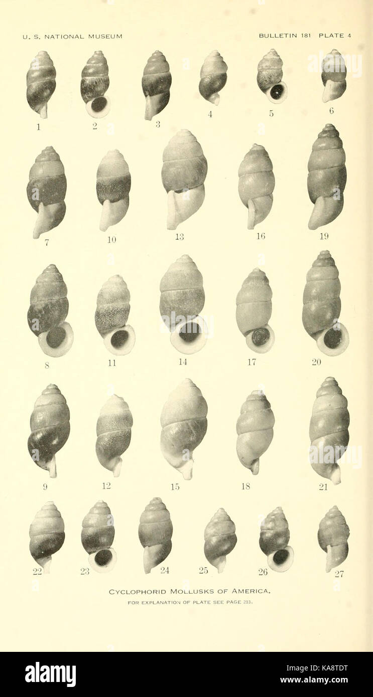 The cyclophorid operculate land mollusks of America BHL7838114 Stock ...