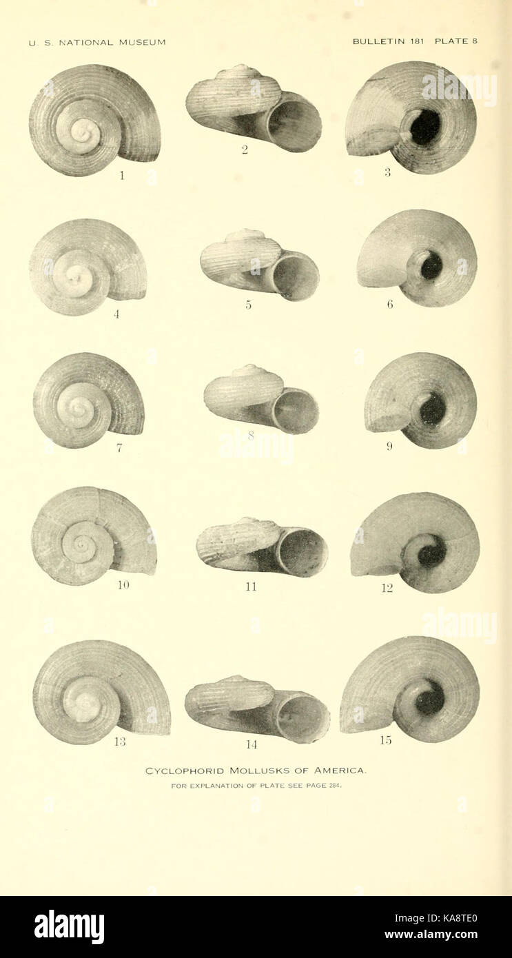 The cyclophorid operculate land mollusks of America BHL7838118 Stock ...