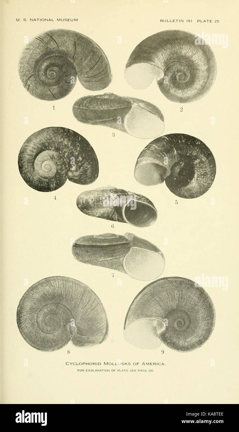 The cyclophorid operculate land mollusks of America BHL7838135 Stock ...