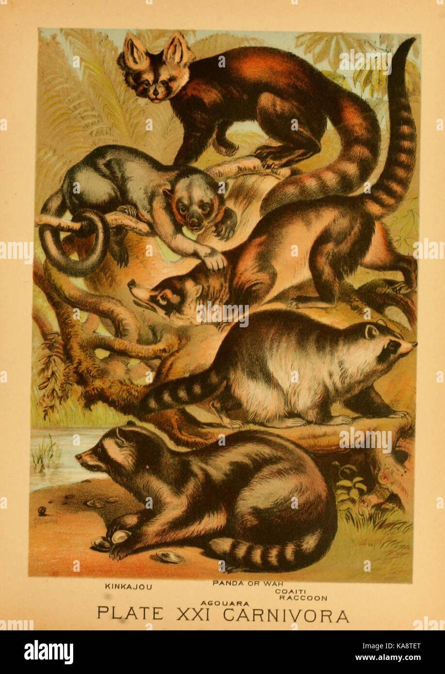 Animal reference chart hi-res stock photography and images - Alamy