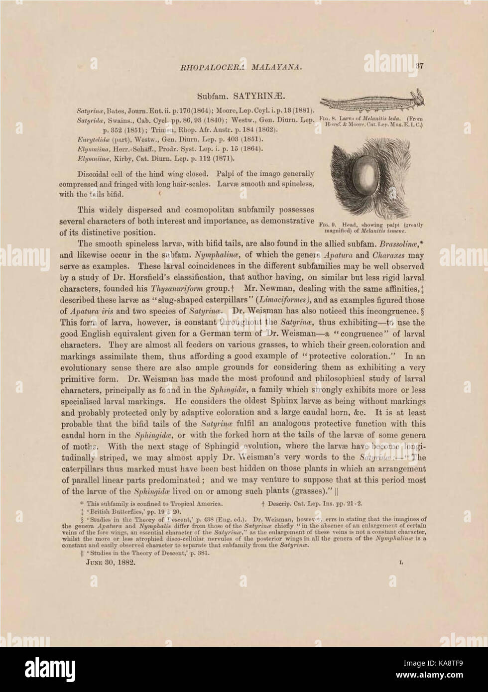 Rhopalocera Malayana a description of the butterflies of the Malay ...