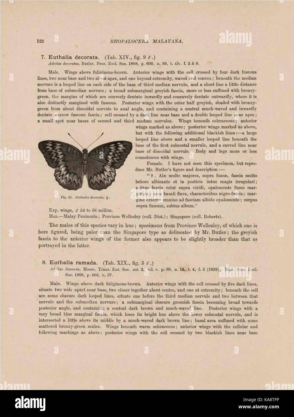 Rhopalocera Malayana a description of the butterflies of the Malay ...