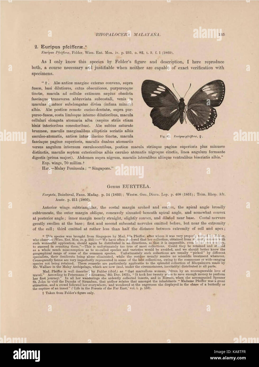 Rhopalocera Malayana a description of the butterflies of the Malay ...