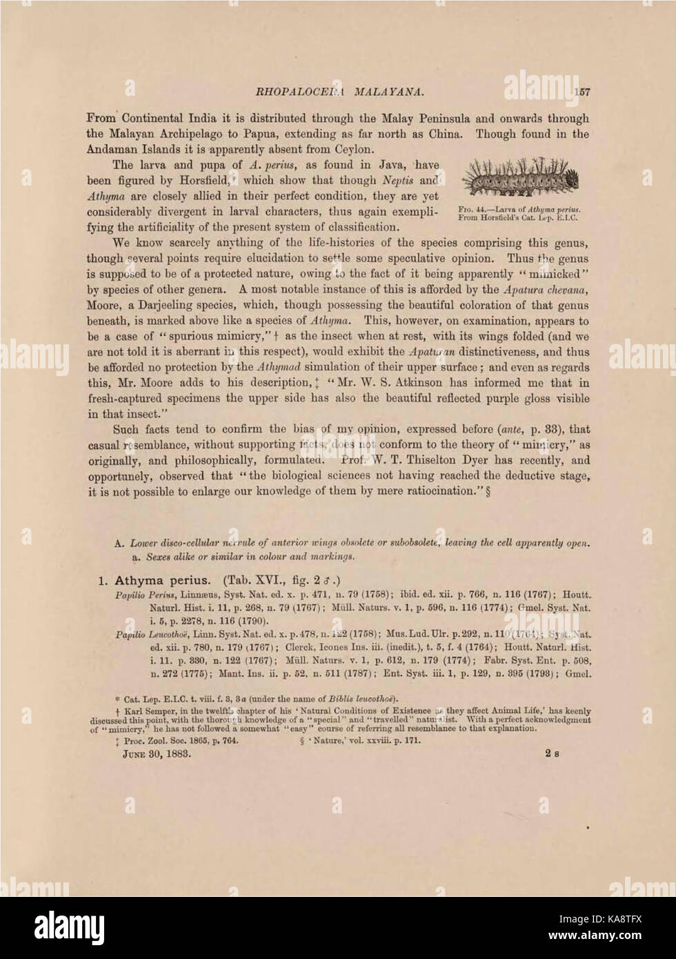 Rhopalocera Malayana a description of the butterflies of the Malay ...