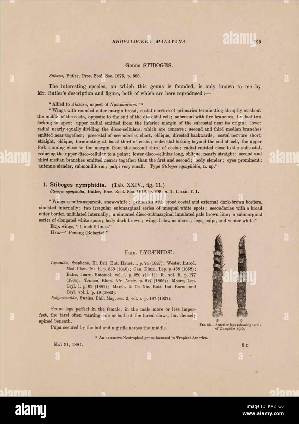 Rhopalocera Malayana a description of the butterflies of the Malay ...