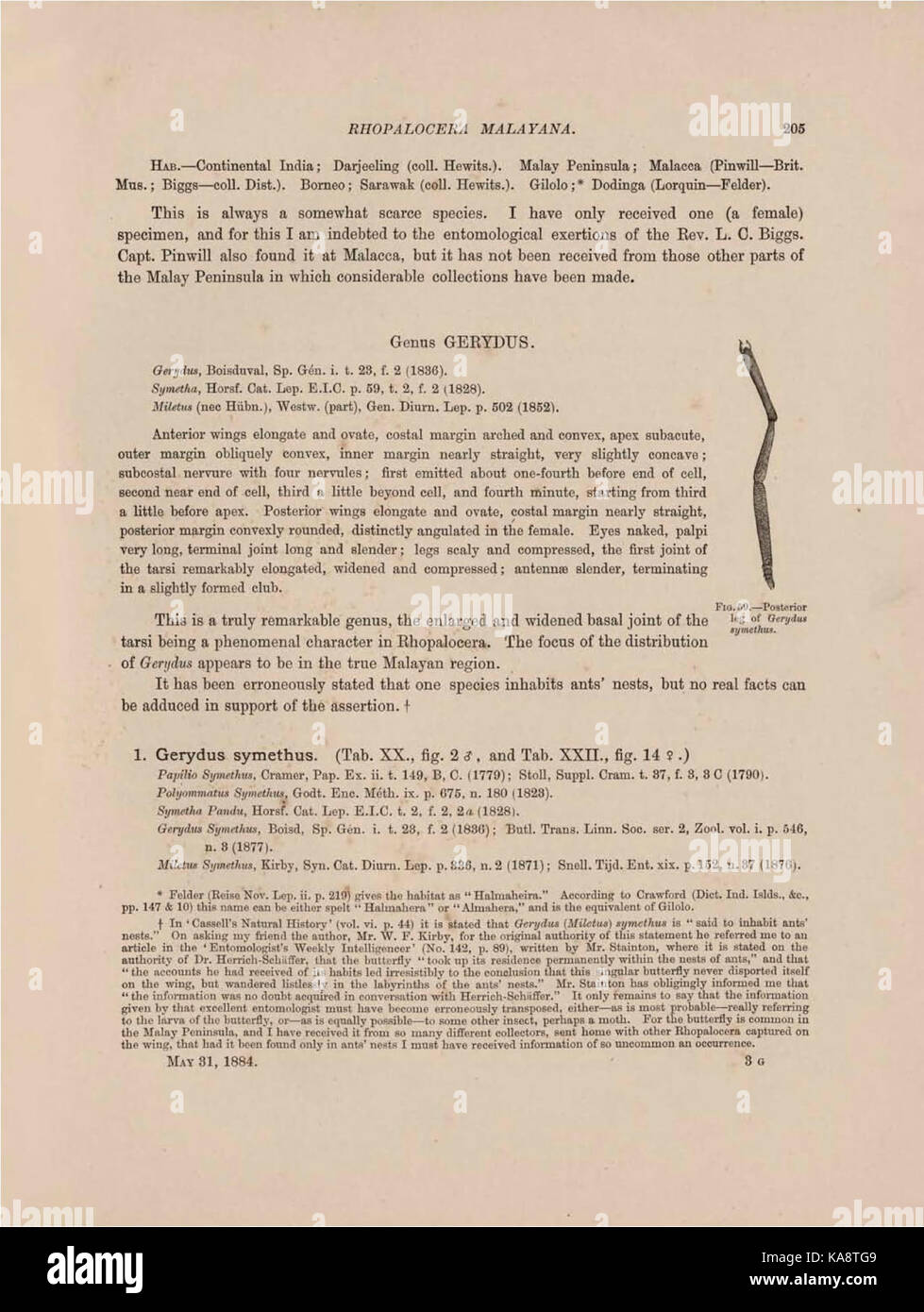 Rhopalocera Malayana a description of the butterflies of the Malay ...