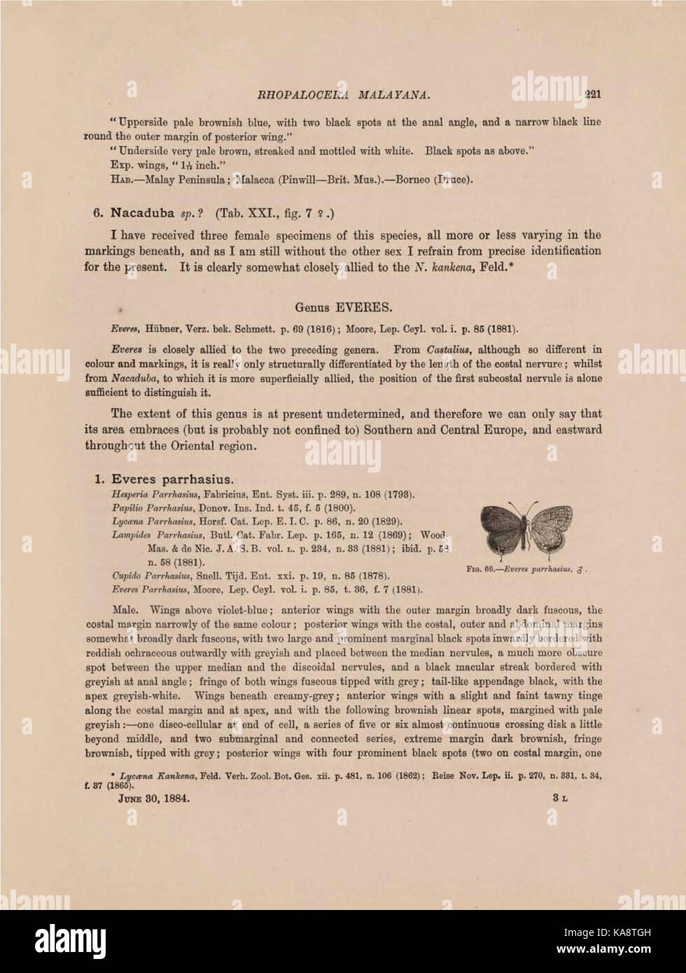Rhopalocera Malayana a description of the butterflies of the Malay ...
