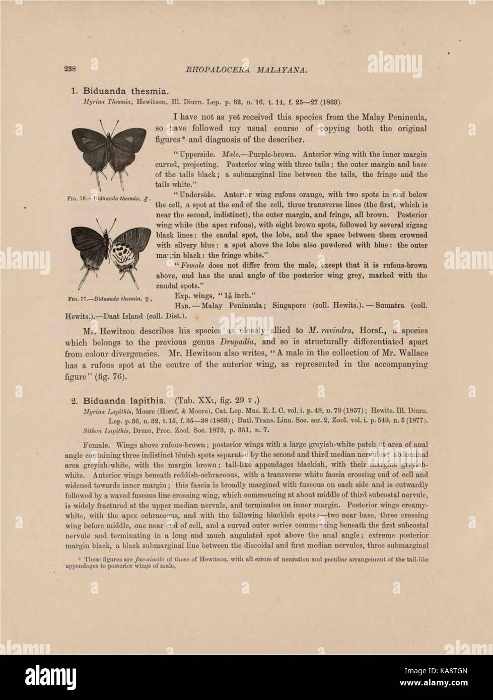 Rhopalocera Malayana a description of the butterflies of the Malay ...