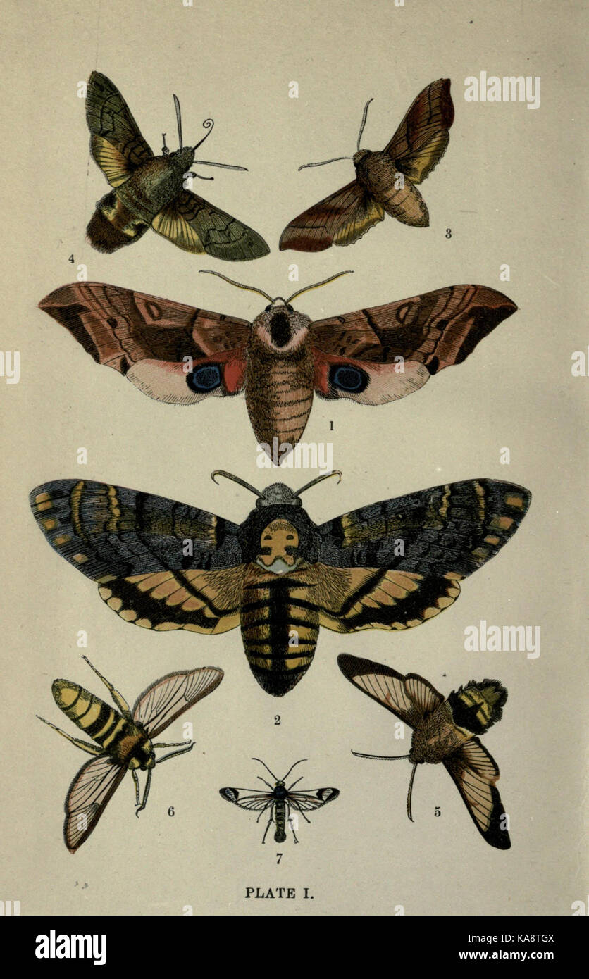 The common moths of England BHL20045902 Stock Photo - Alamy