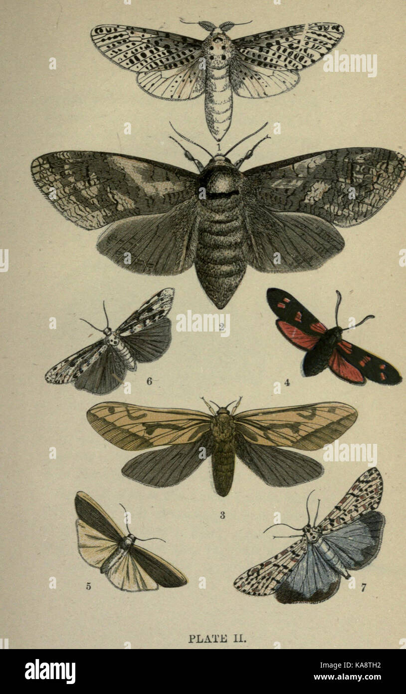 The common moths of England BHL20045893 Stock Photo - Alamy