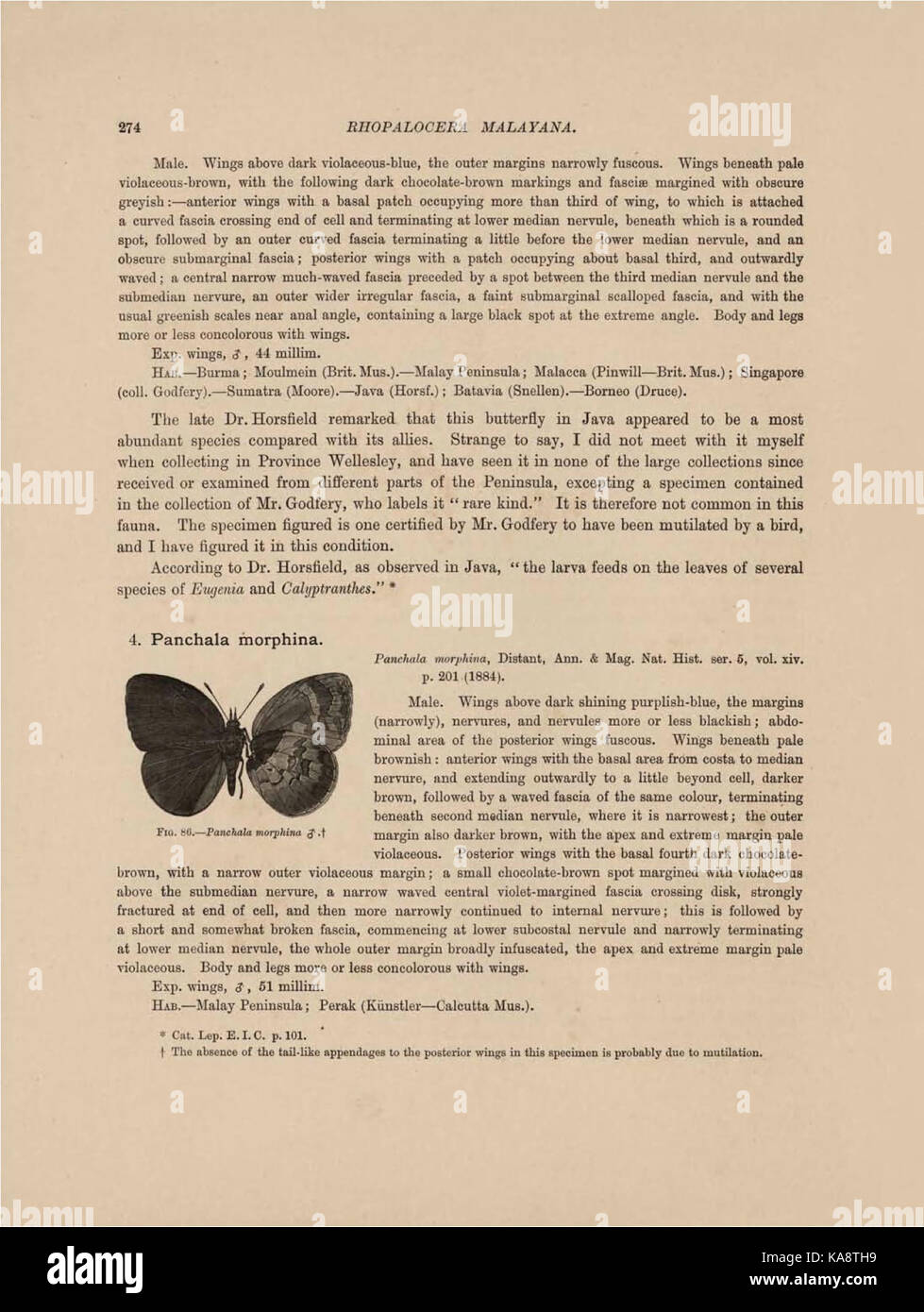 Rhopalocera Malayana a description of the butterflies of the Malay ...