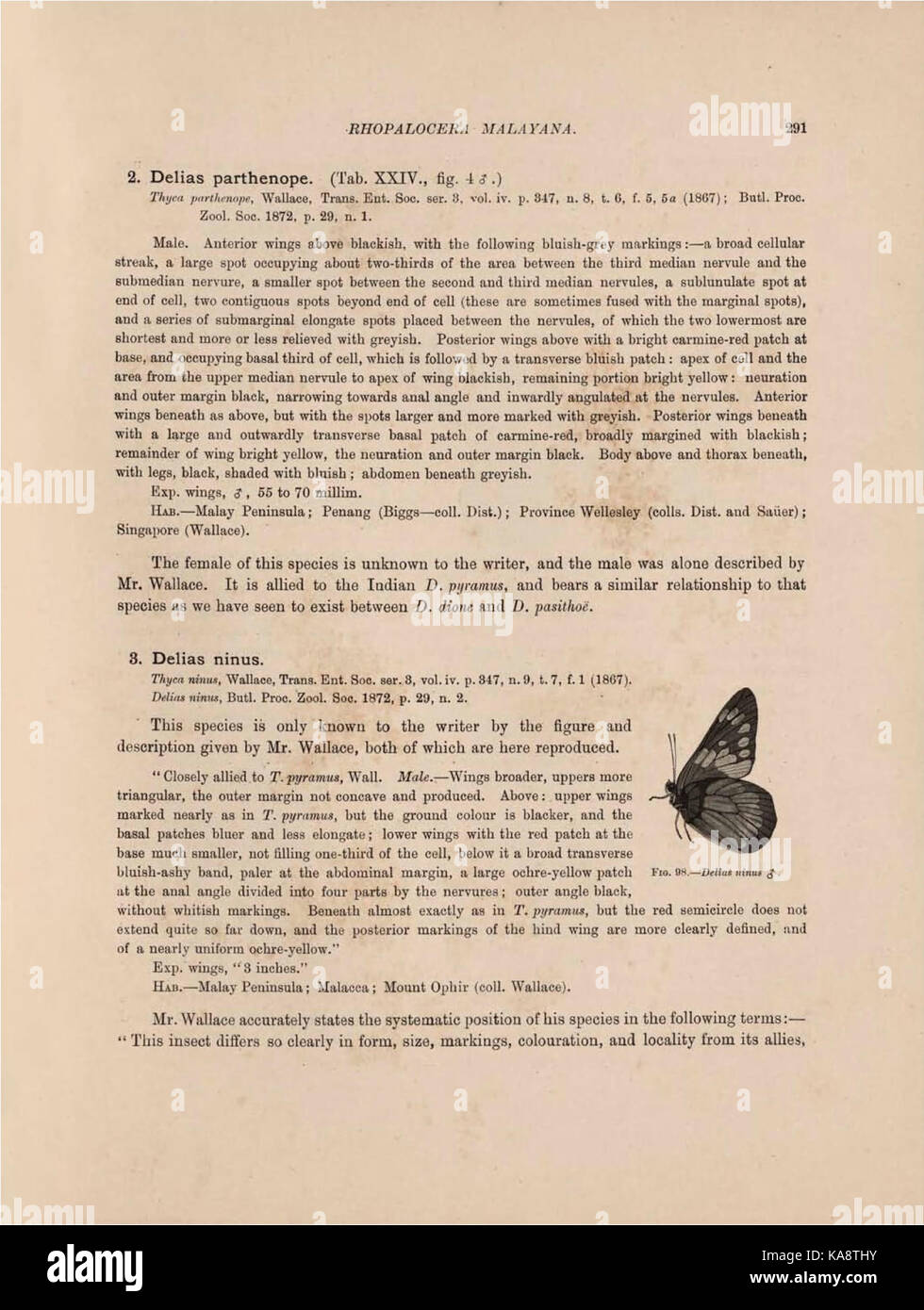 Rhopalocera Malayana a description of the butterflies of the Malay ...