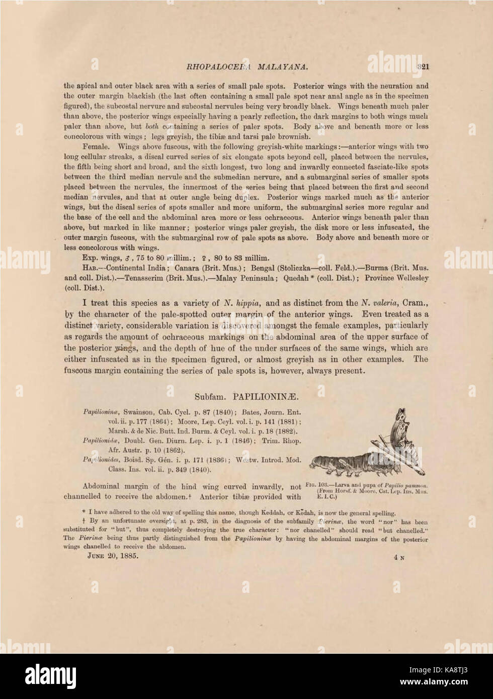 Rhopalocera Malayana a description of the butterflies of the Malay ...