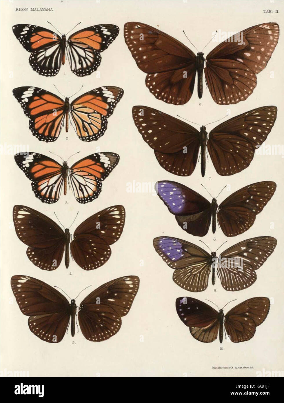 Rhopalocera Malayana a description of the butterflies of the Malay ...