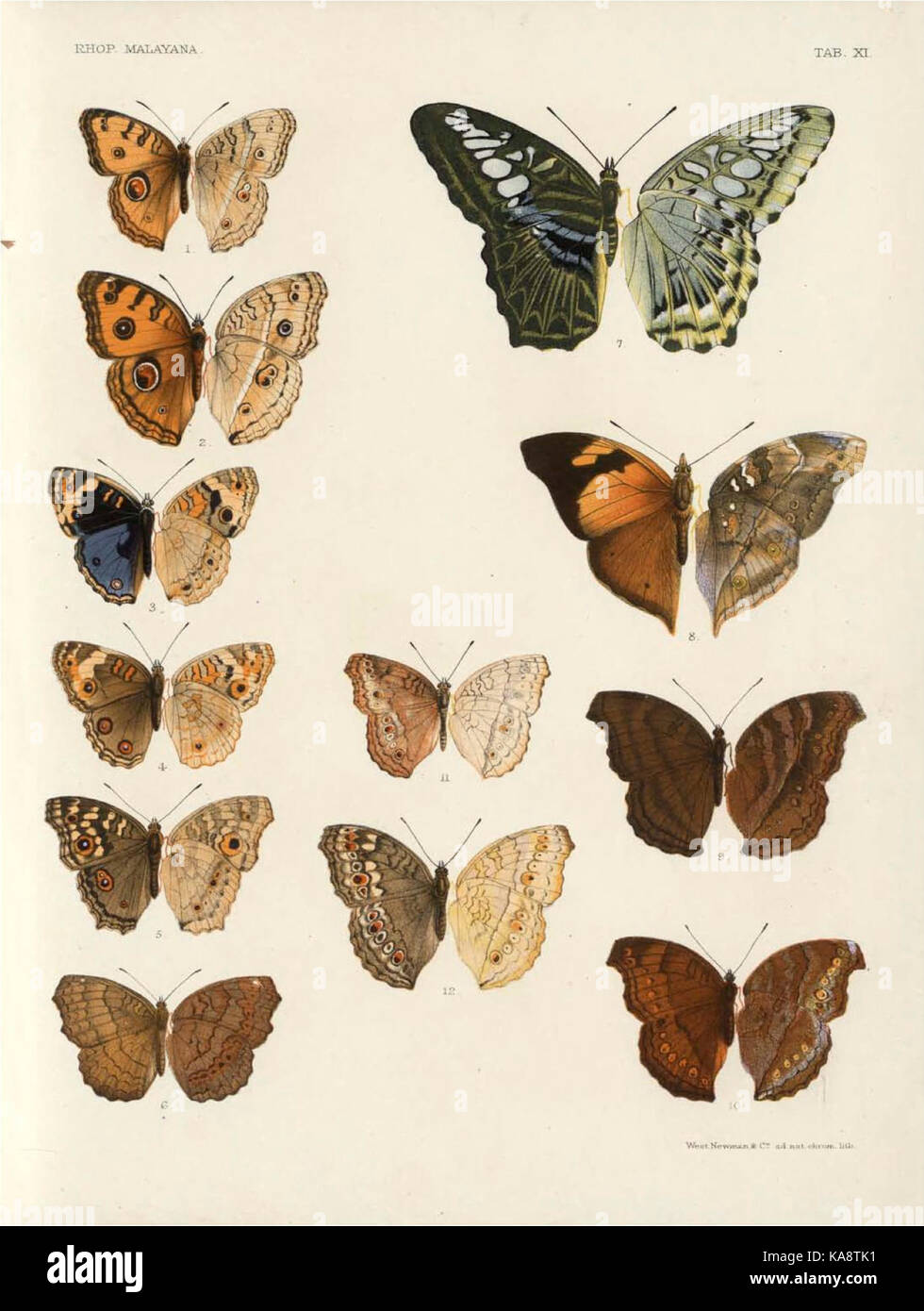 Rhopalocera Malayana a description of the butterflies of the Malay ...