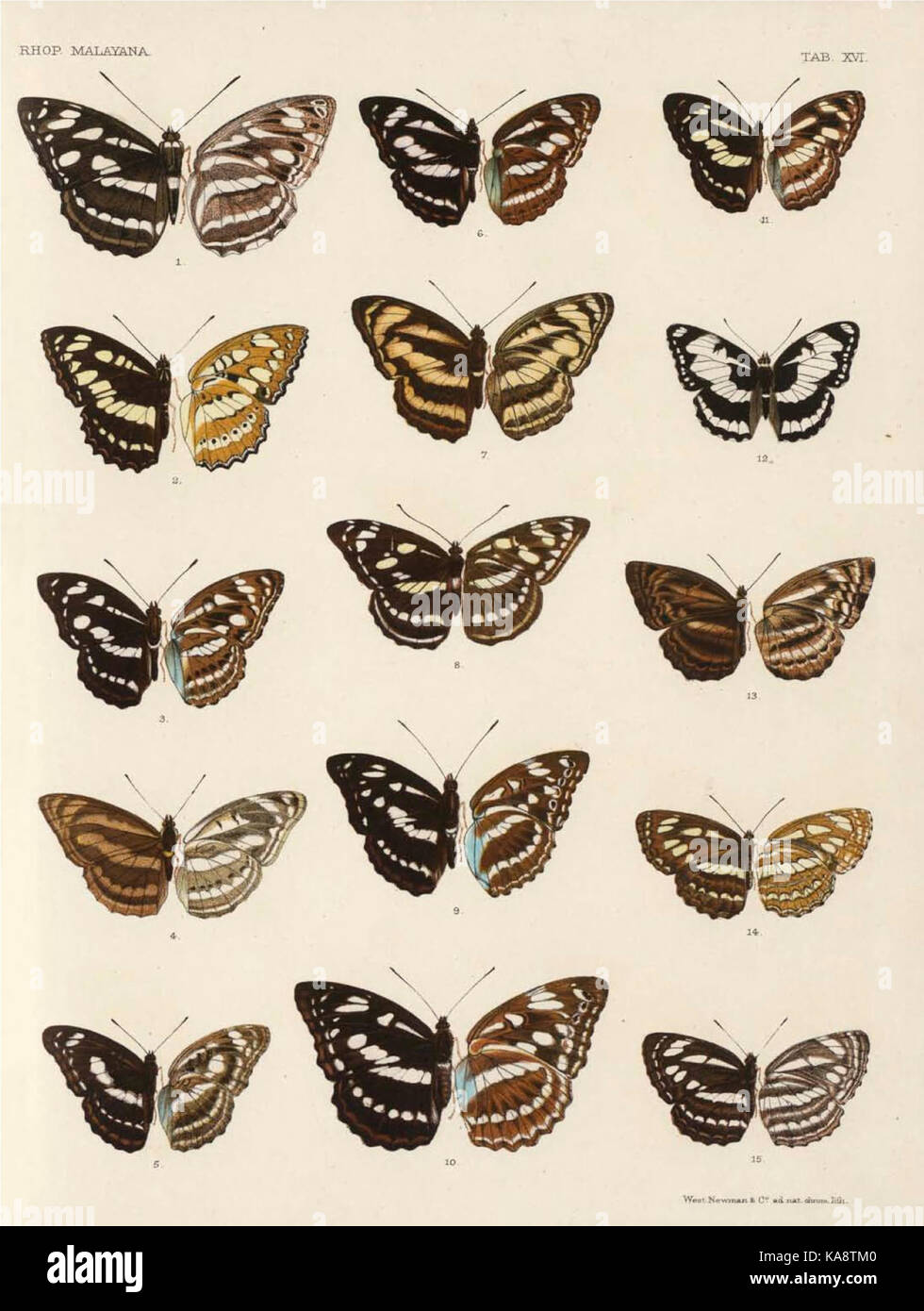 Rhopalocera Malayana a description of the butterflies of the Malay ...