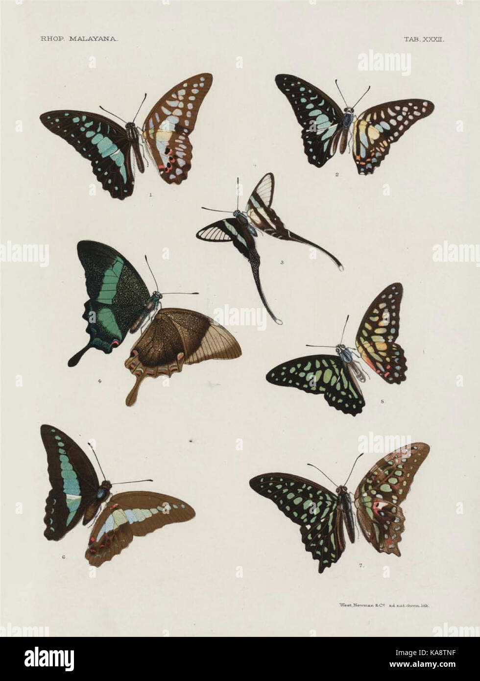 Rhopalocera Malayana a description of the butterflies of the Malay ...