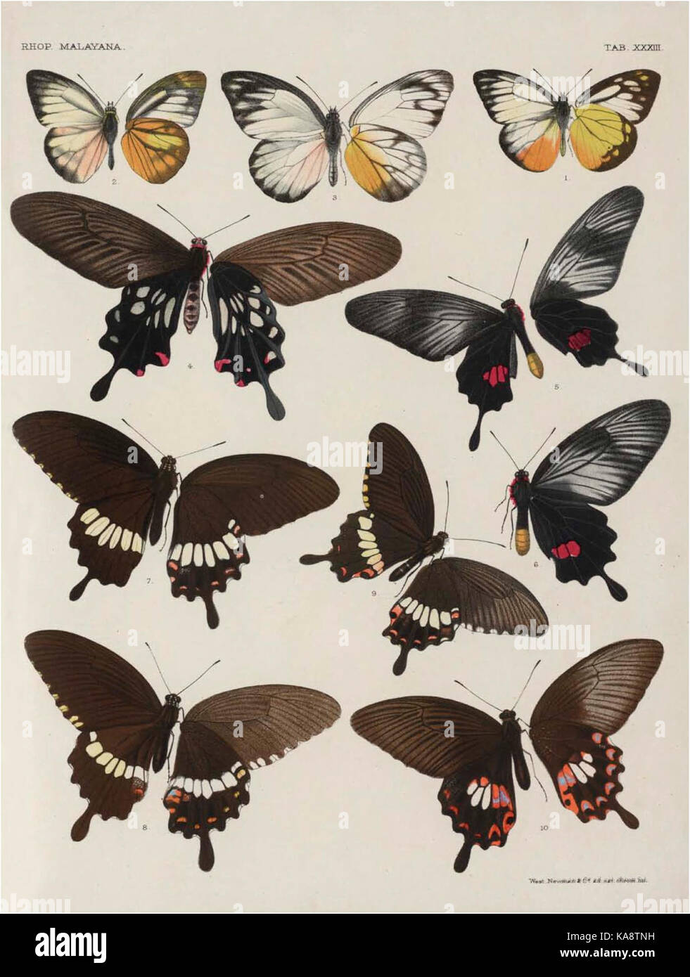 Rhopalocera Malayana a description of the butterflies of the Malay ...