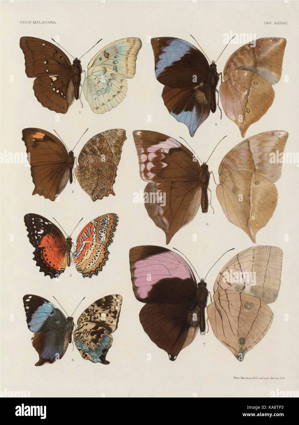 Rhopalocera Malayana a description of the butterflies of the Malay ...