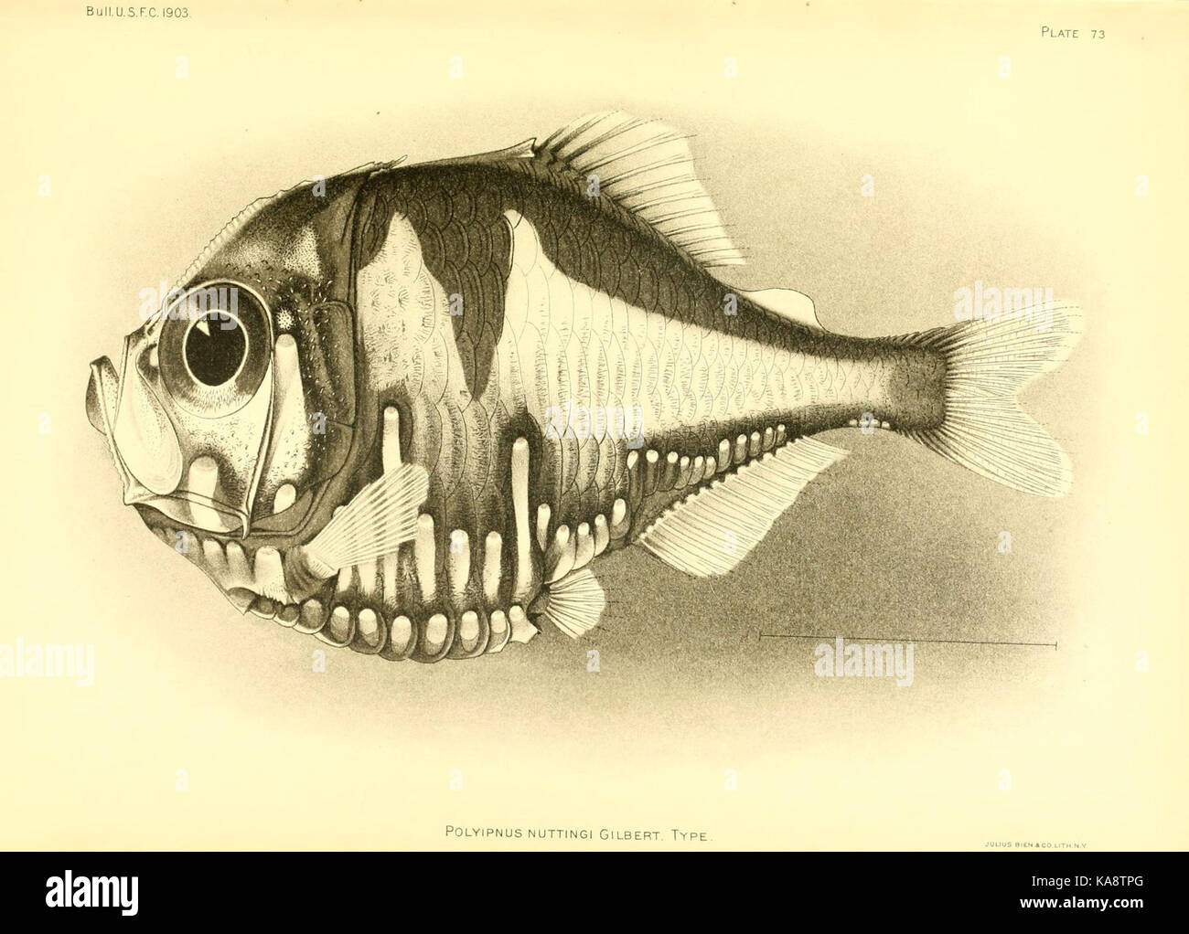 Deep sea creatures illustration hi-res stock photography and images - Alamy
