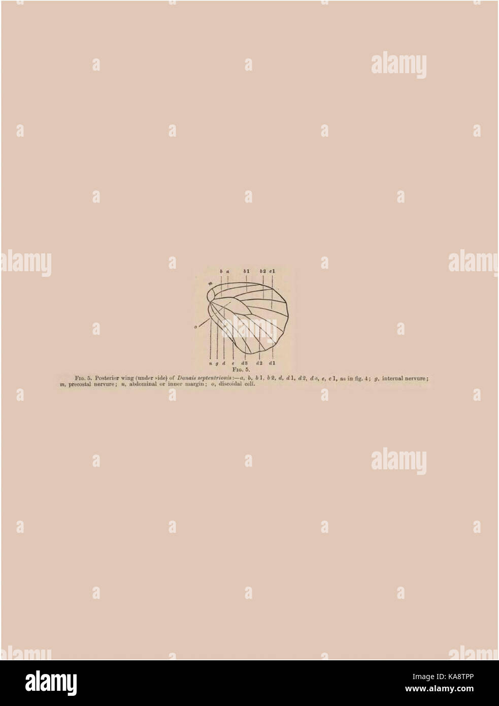 Rhopalocera Malayana a description of the butterflies of the Malay ...