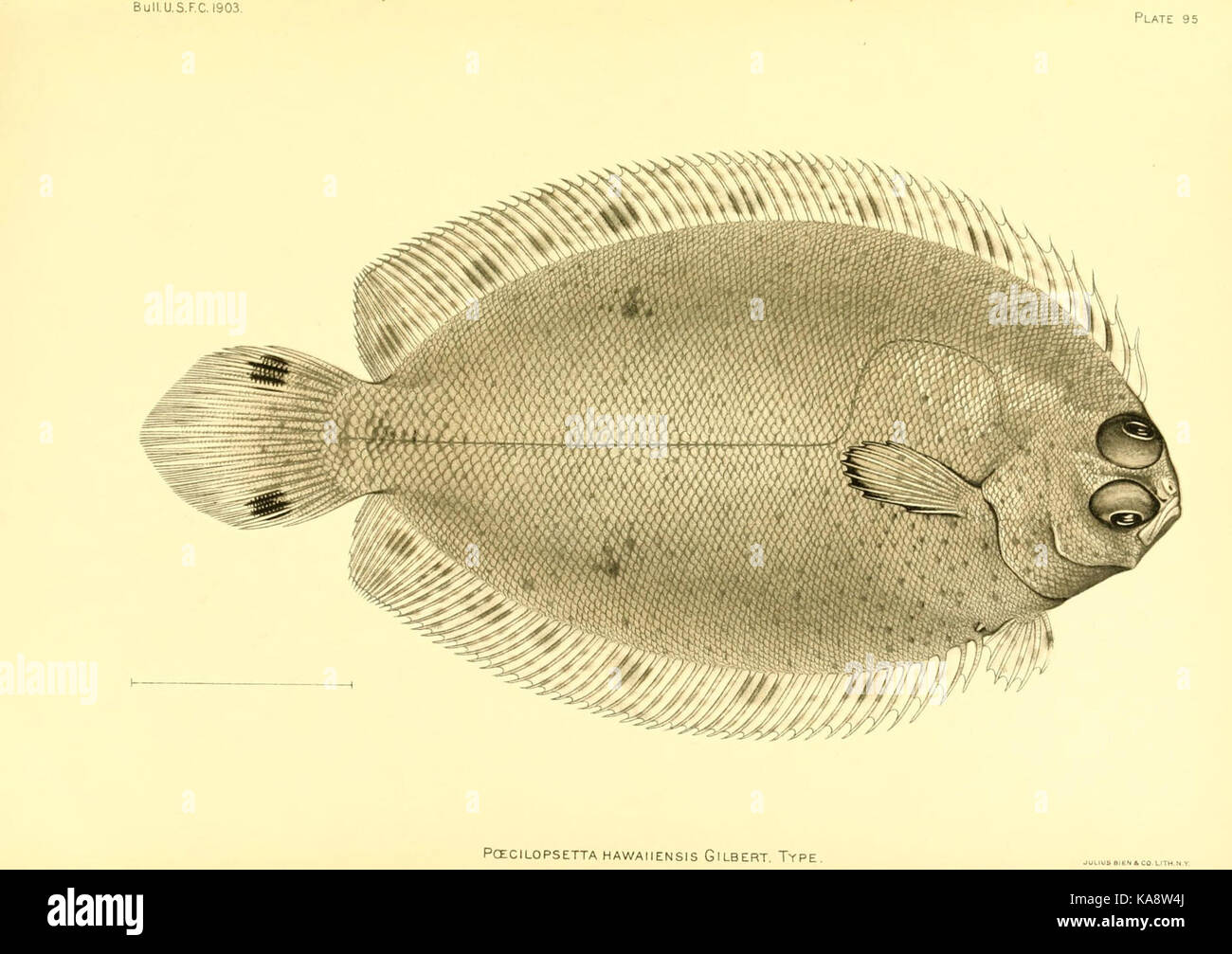 Deep sea creatures collection hi-res stock photography and images - Alamy