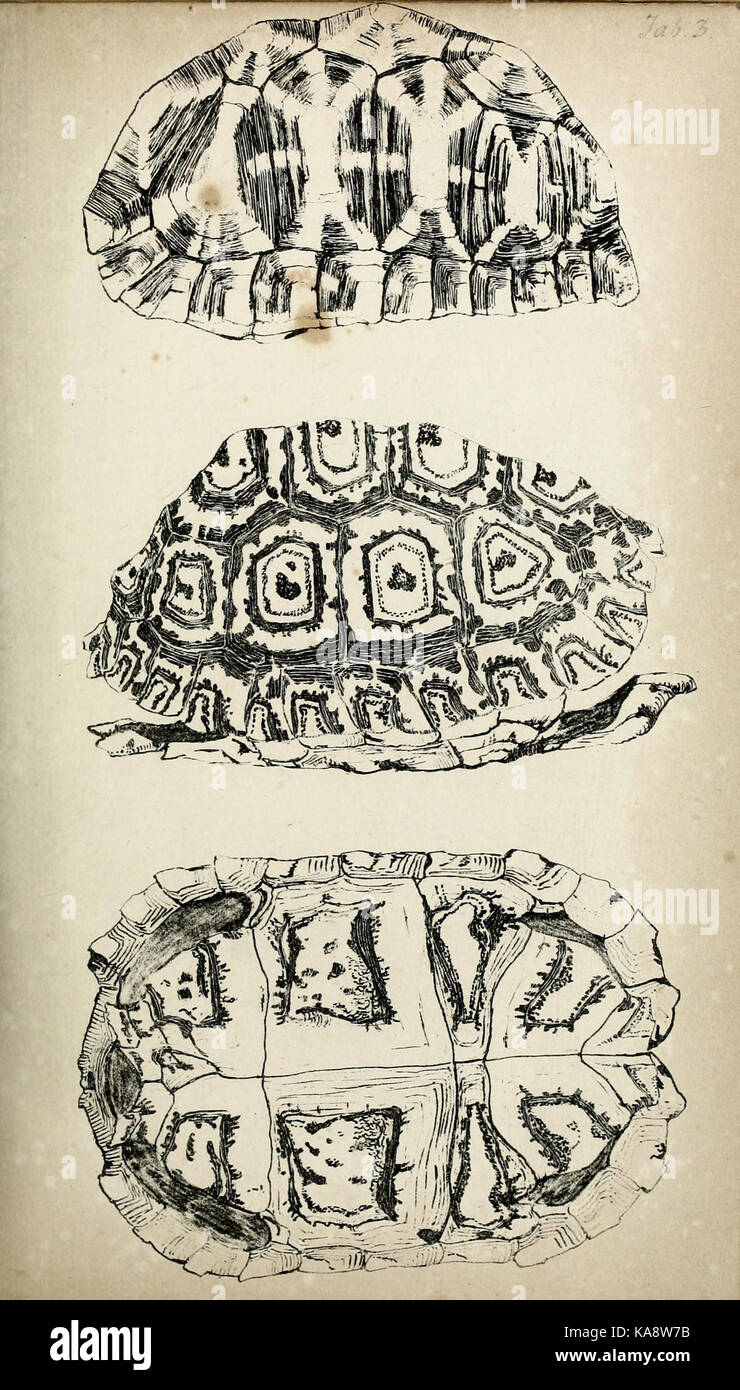 An illustration from *Synopsis reptilium*, showcasing reptiles in their ...