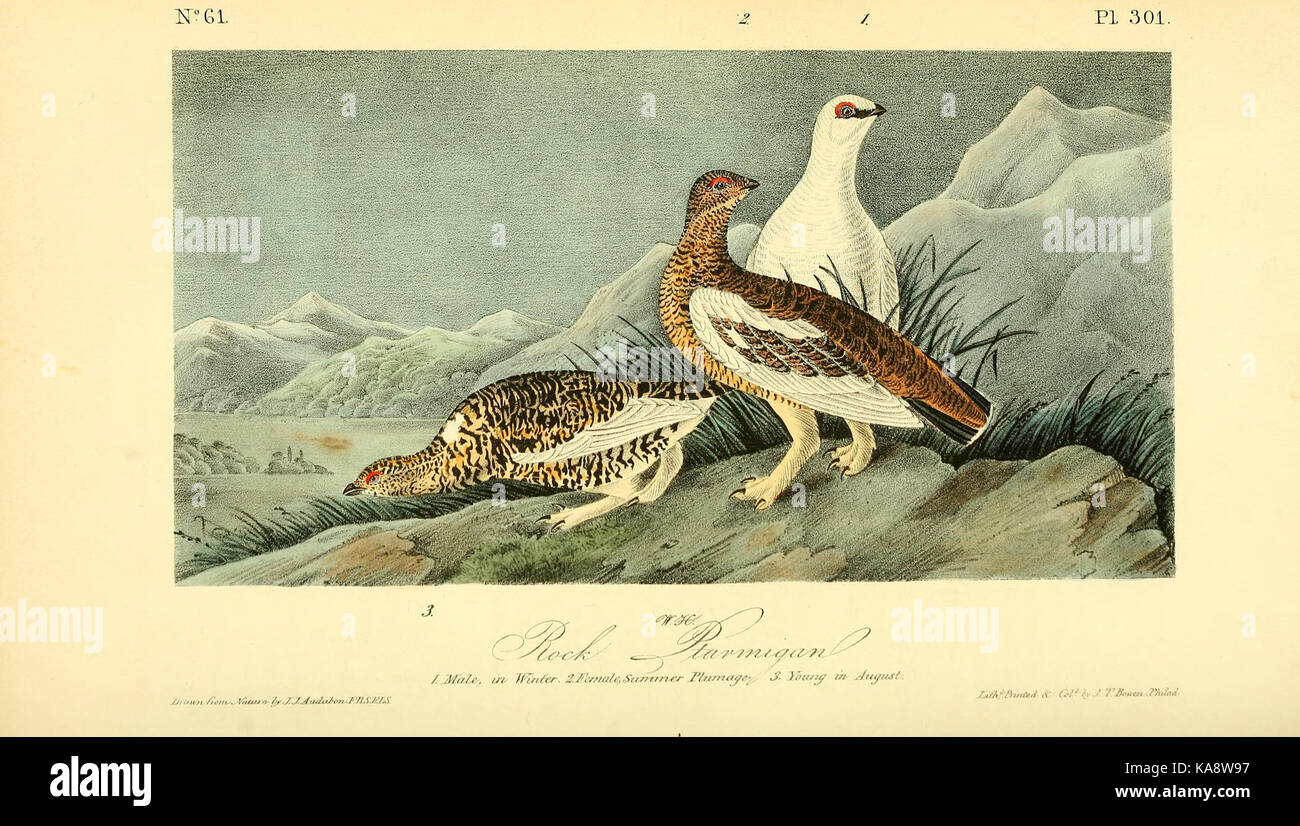 The birds of America (Pl. 301) BHL40419711 Stock Photo - Alamy