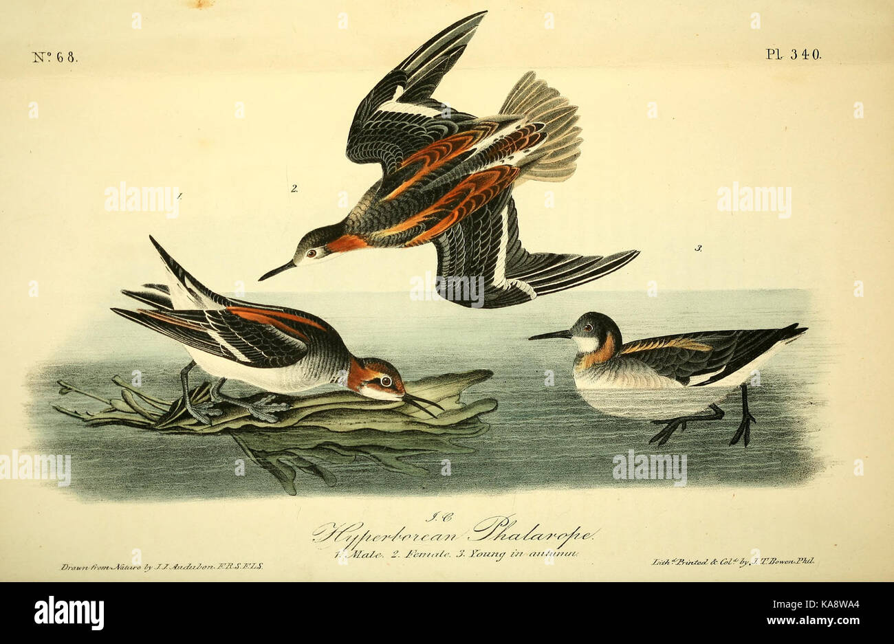 This plate (Pl. 340) from the work 'The Birds of America' by John James ...