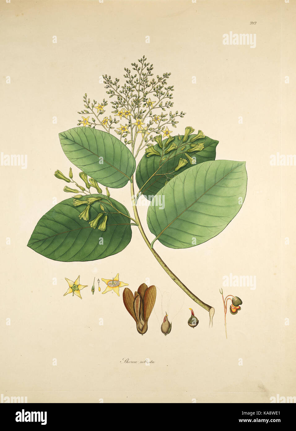 Shorea robusta Roxburgh 1819 Stock Photo - Alamy