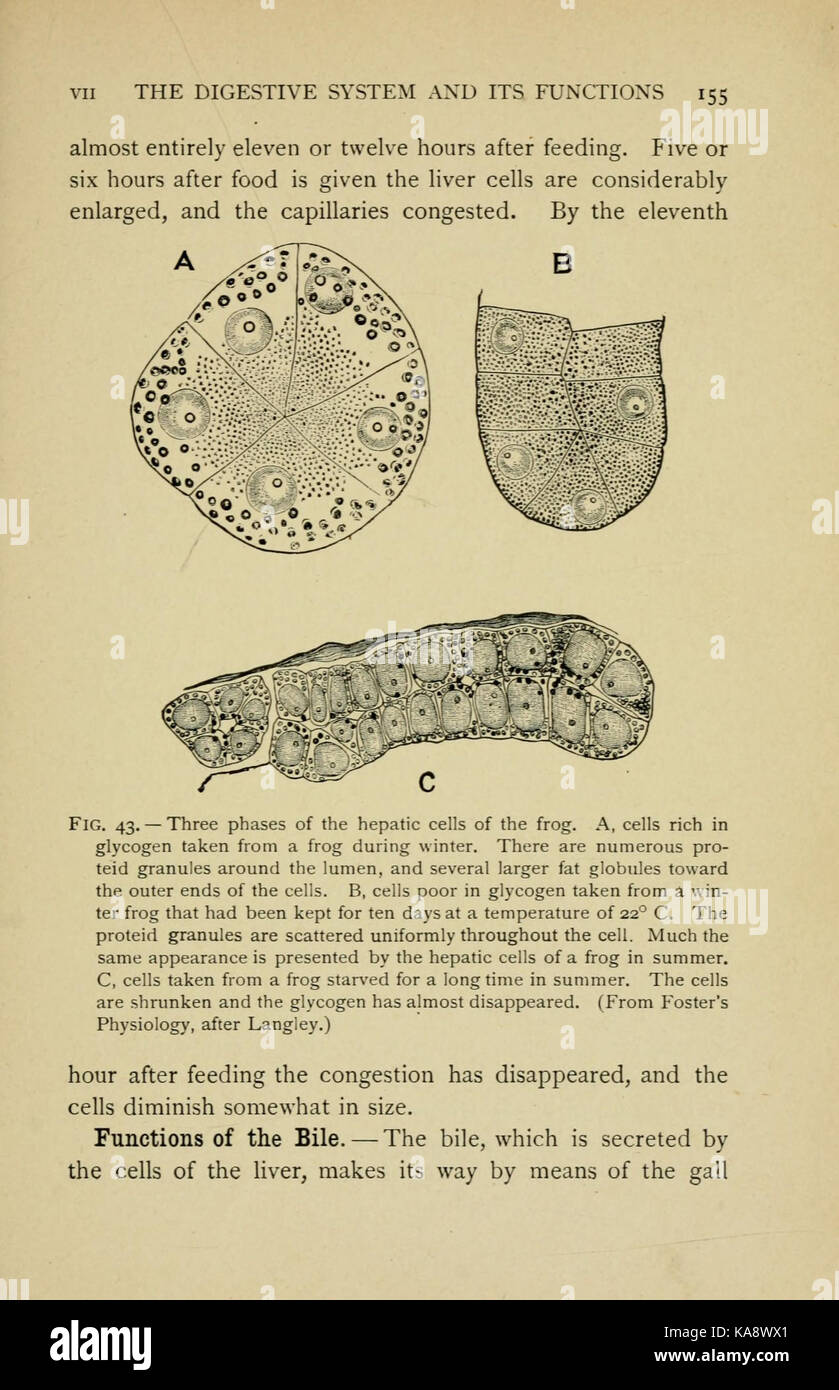 This illustration from a biological study of frogs, featured in a ...