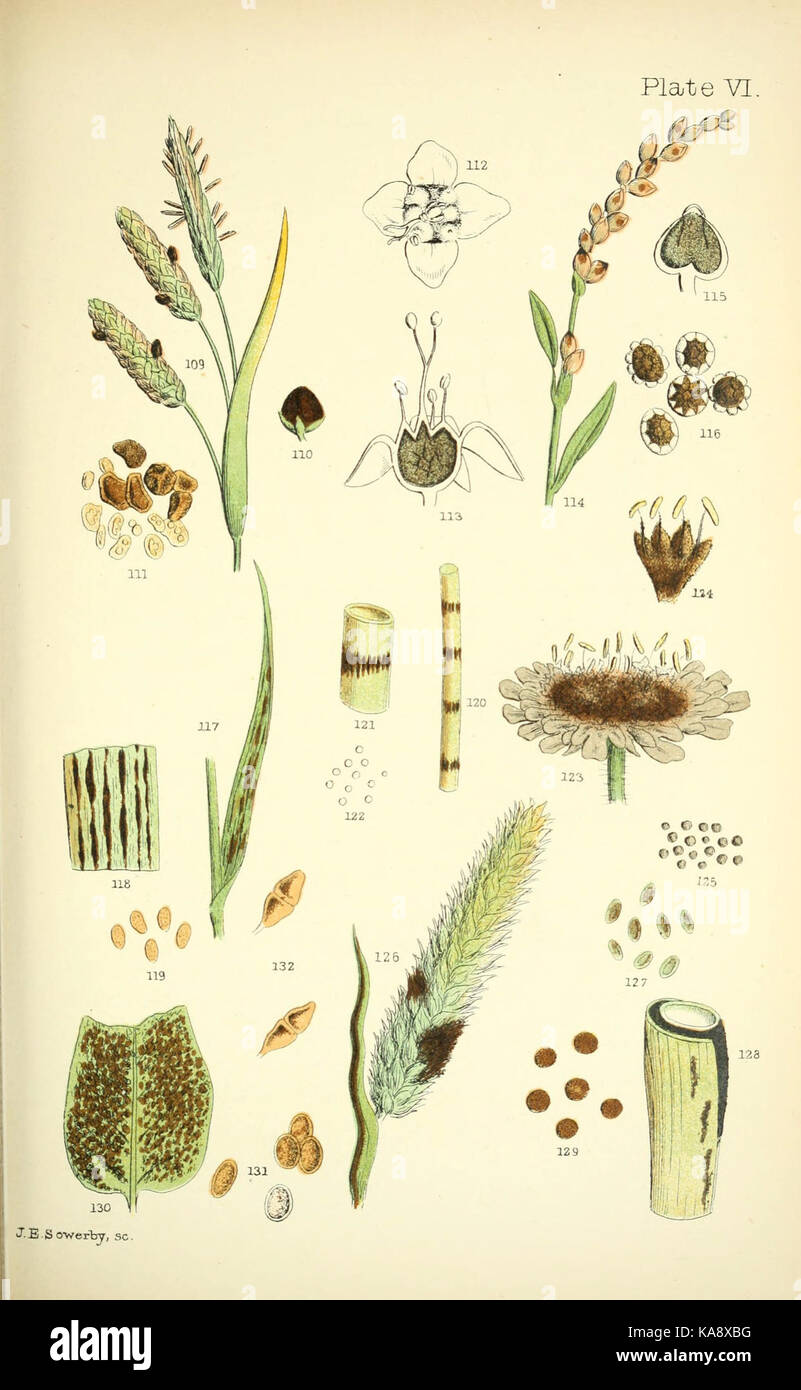 Rust, smut, mildew and mould (Plate VI) (6220482522 Stock Photo - Alamy