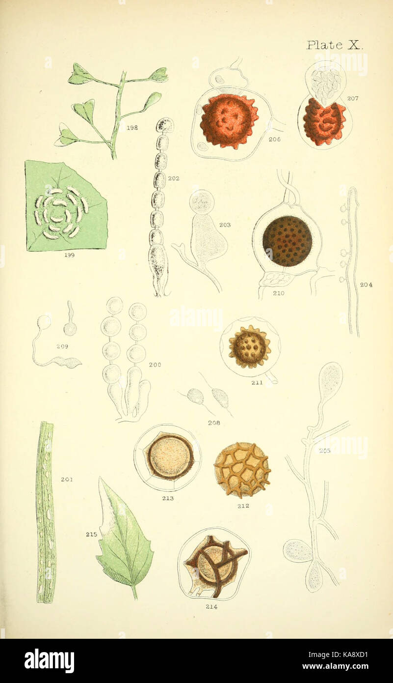 A scientific illustration from a book showing various plant diseases ...