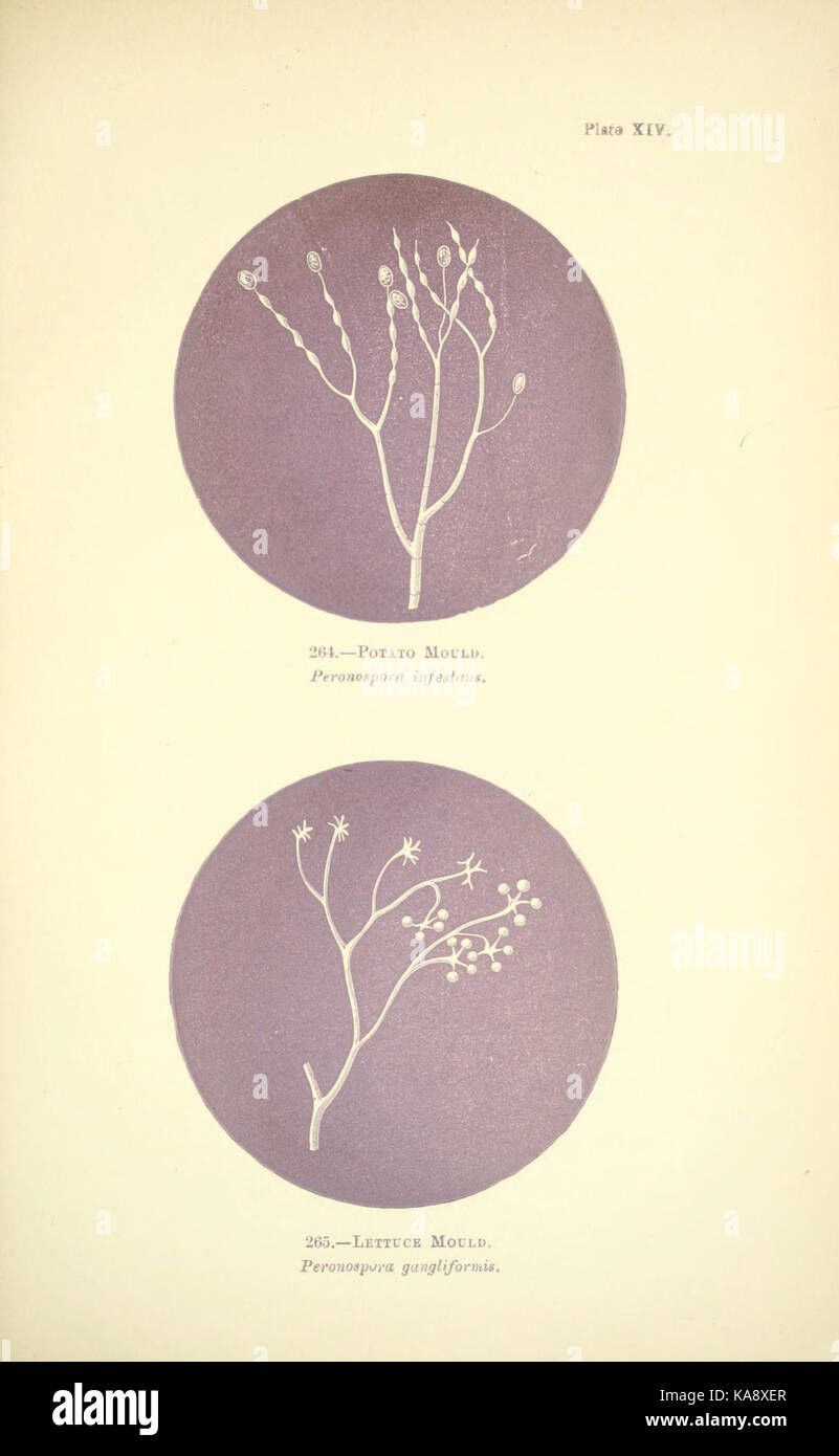 Phytopathogenic fungi hi-res stock photography and images - Alamy