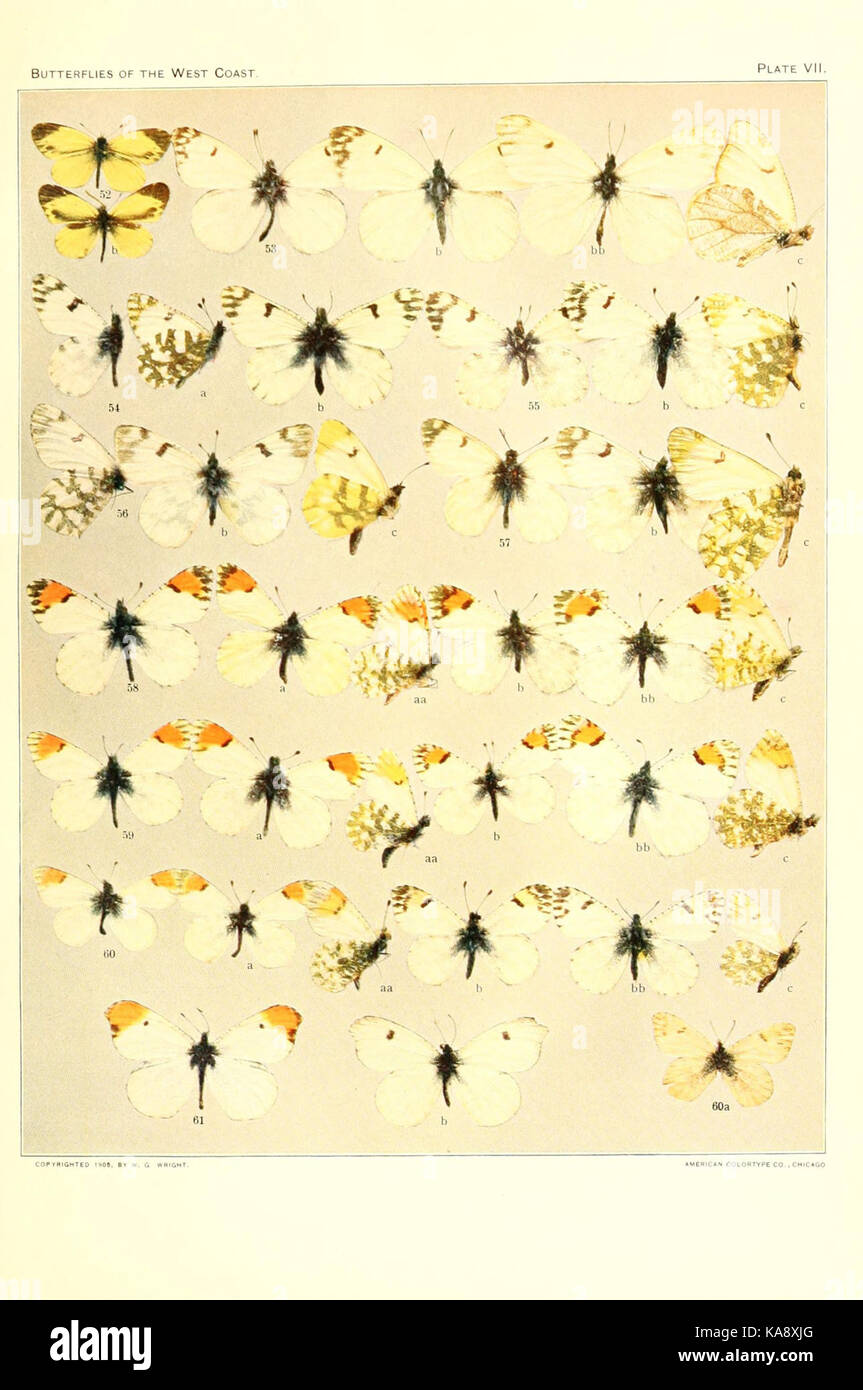 The butterflies of the West Coast of the United States (Plate VII ...