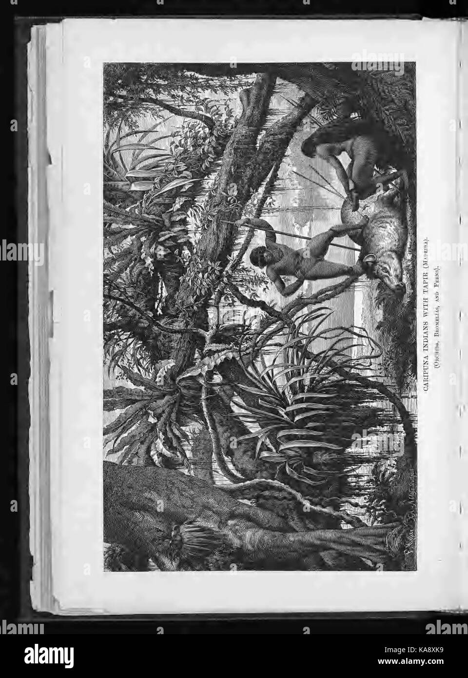 Amazon and madeira rivers hi-res stock photography and images - Alamy