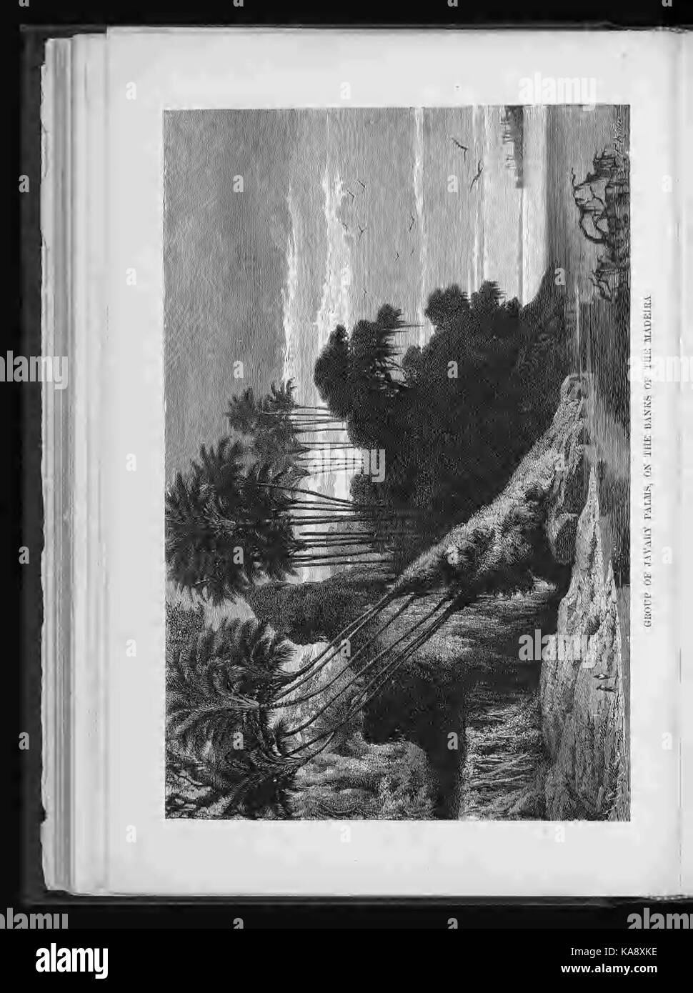 The Amazon and Madeira rivers BHL48439625 Stock Photo - Alamy