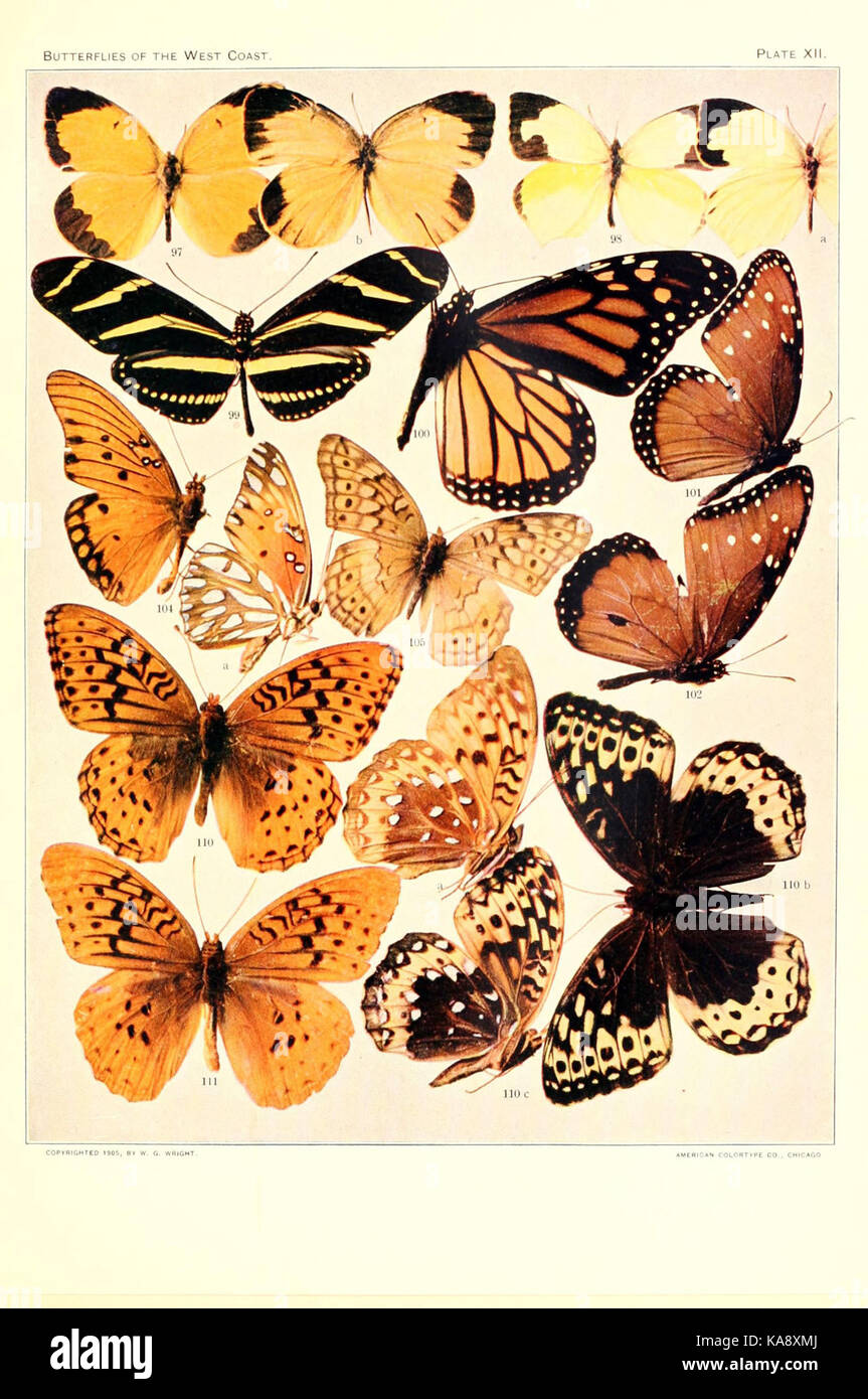 The butterflies of the West Coast of the United States (Plate XII ...