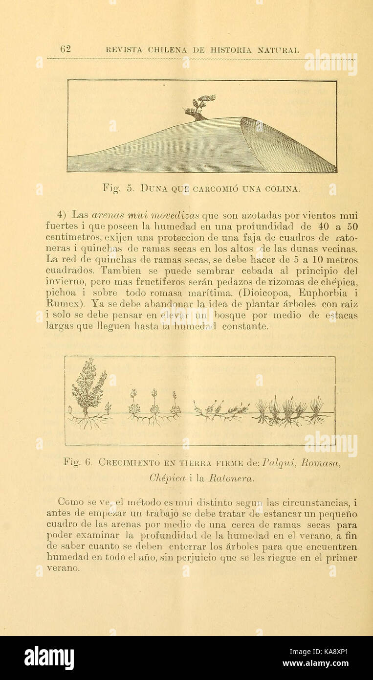 This illustration from the 'Revista Chilena de Historia Natural ...