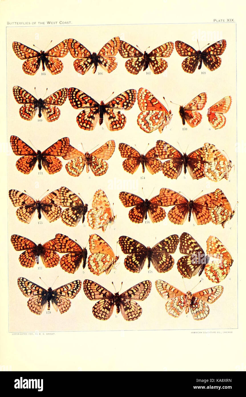 The butterflies of the West Coast of the United States (Plate XIX ...