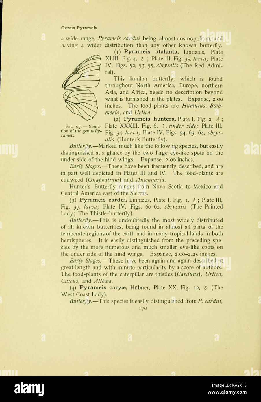 Butterfly Book Page High Resolution Stock Photography and Images - Alamy