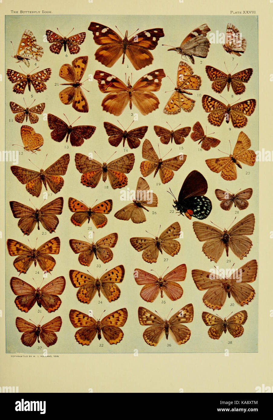 The butterfly book BHL10081315 Stock Photo - Alamy