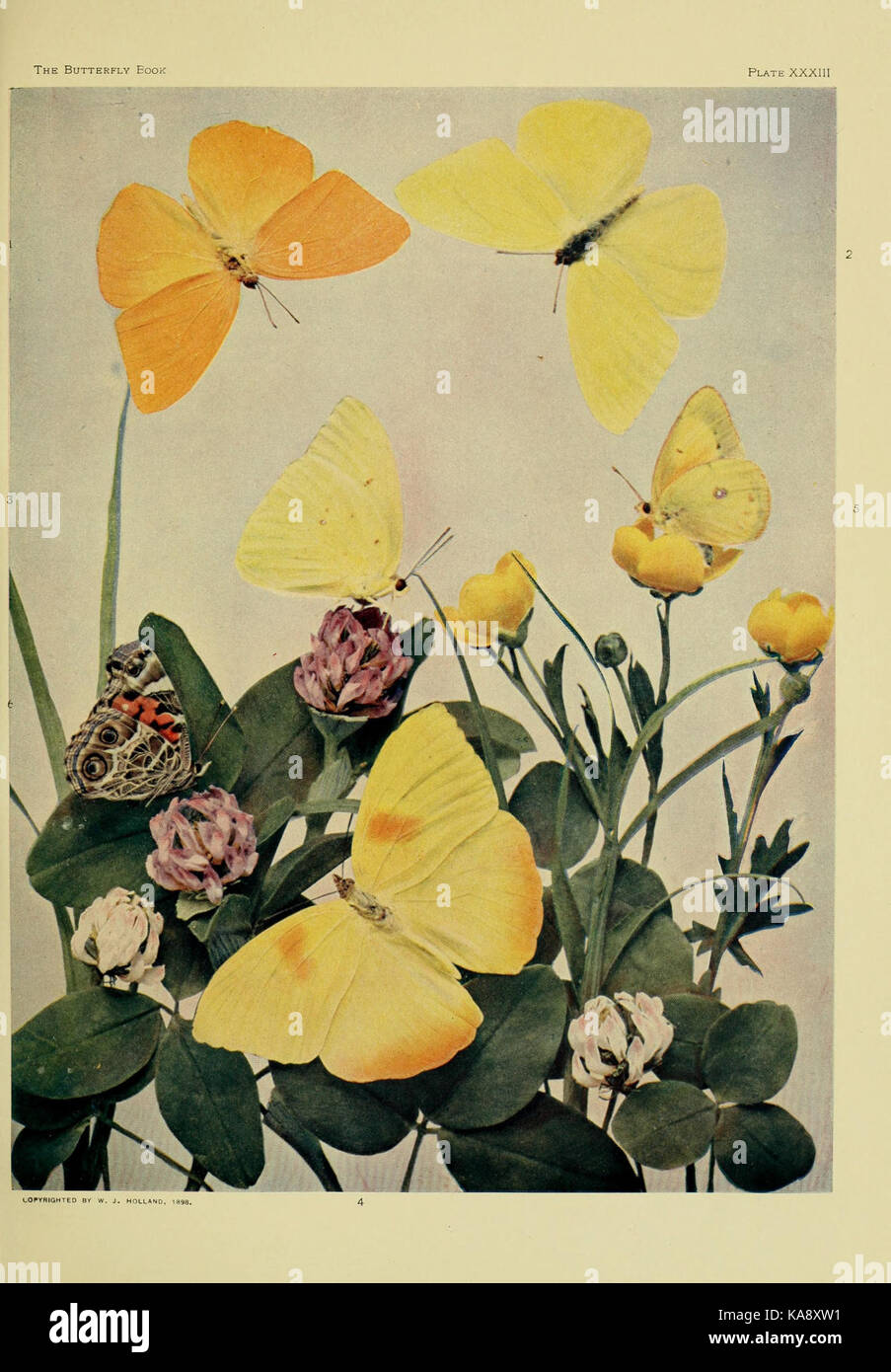 The butterfly book BHL10081379 Stock Photo - Alamy