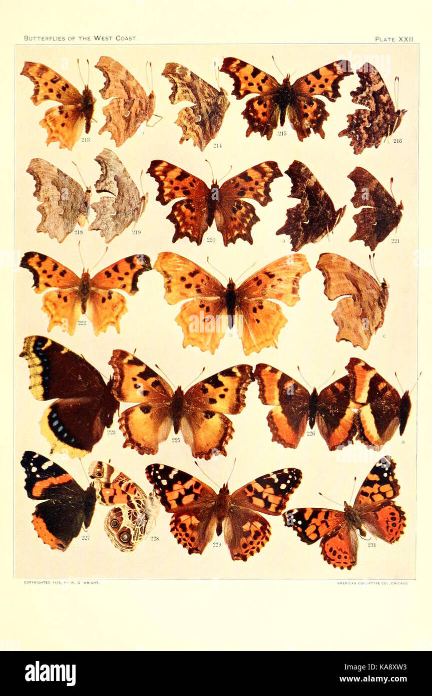 The butterflies of the West Coast of the United States (Plate XXII ...