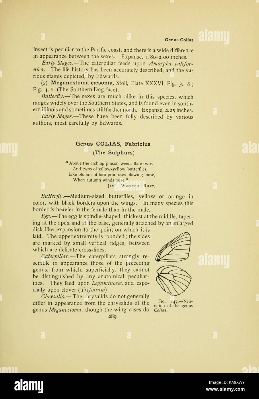 The butterfly book (Page 289) BHL10081405 Stock Photo - Alamy