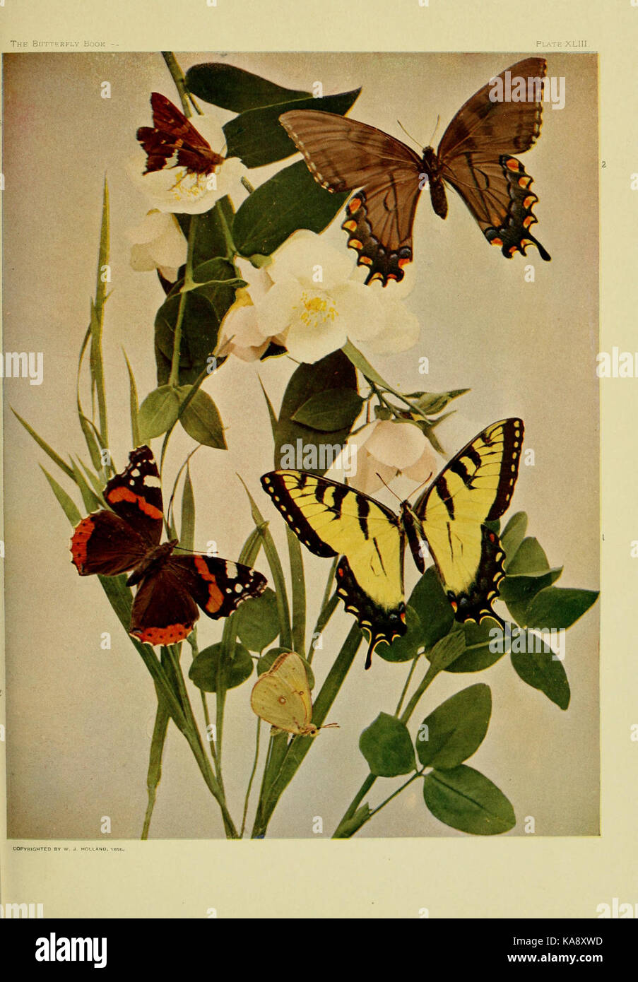 The butterfly book BHL10081465 Stock Photo - Alamy