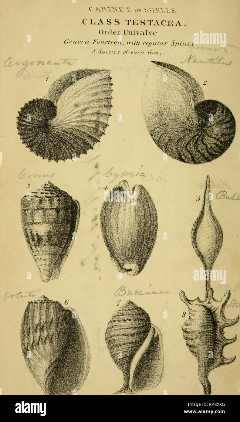 The cabinet of nature and philosophy (Plate Univalves) BHL12938520 ...