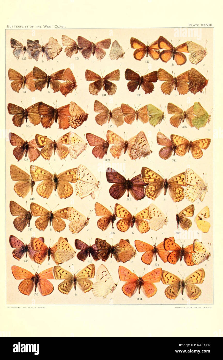 The butterflies of the West Coast of the United States (Plate XXVIII ...